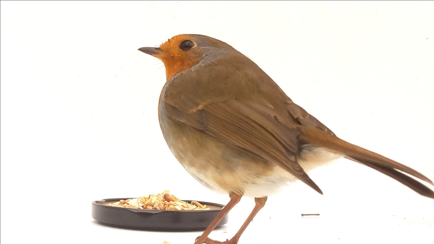 My Naturewatch Wildlife Camera